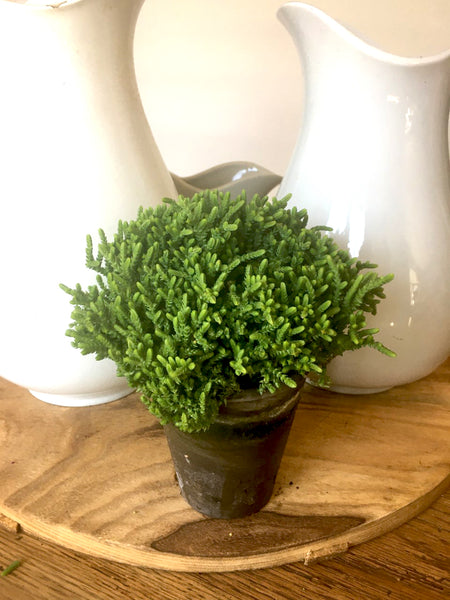 Princess Pine Plant | BELLAVINTAGEHOME